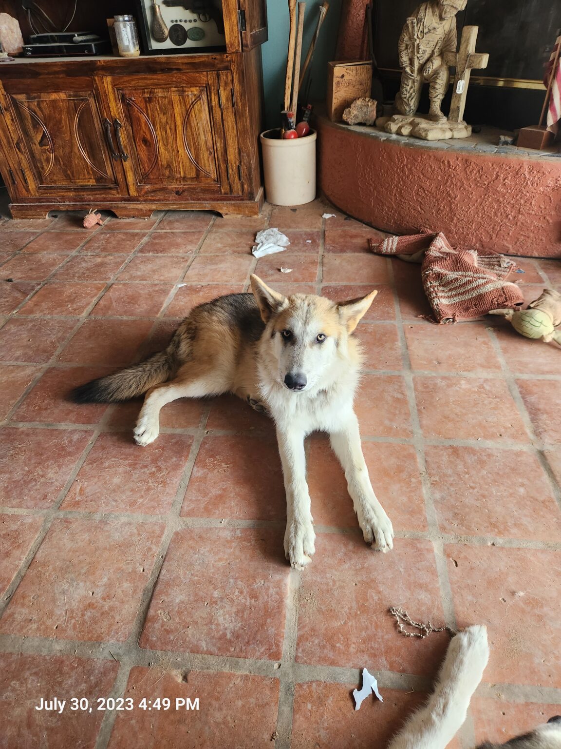 Learn More - Wolf Hybrid Oasis