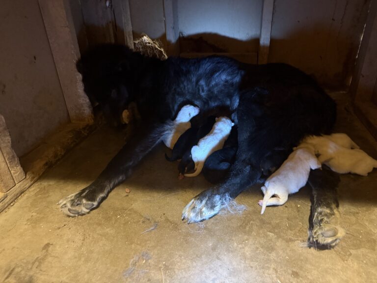 Wolf Dog Breeders that have Wolf Hybrid Puppies for sale - Wolf Hybrid ...