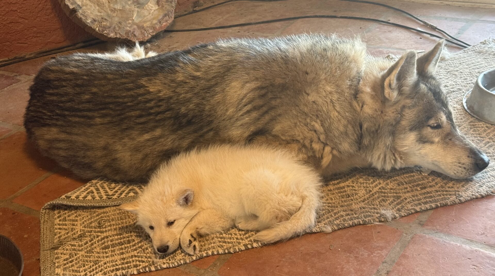 Wolf Dog Breeders that have Wolf Hybrid Puppies for sale - Wolf Hybrid ...