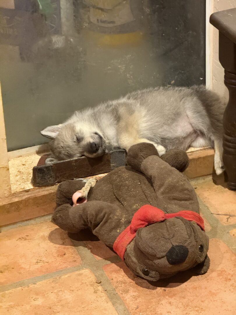 Wolf Dog Breeders that have Wolf Hybrid Puppies for sale - Wolf Hybrid ...