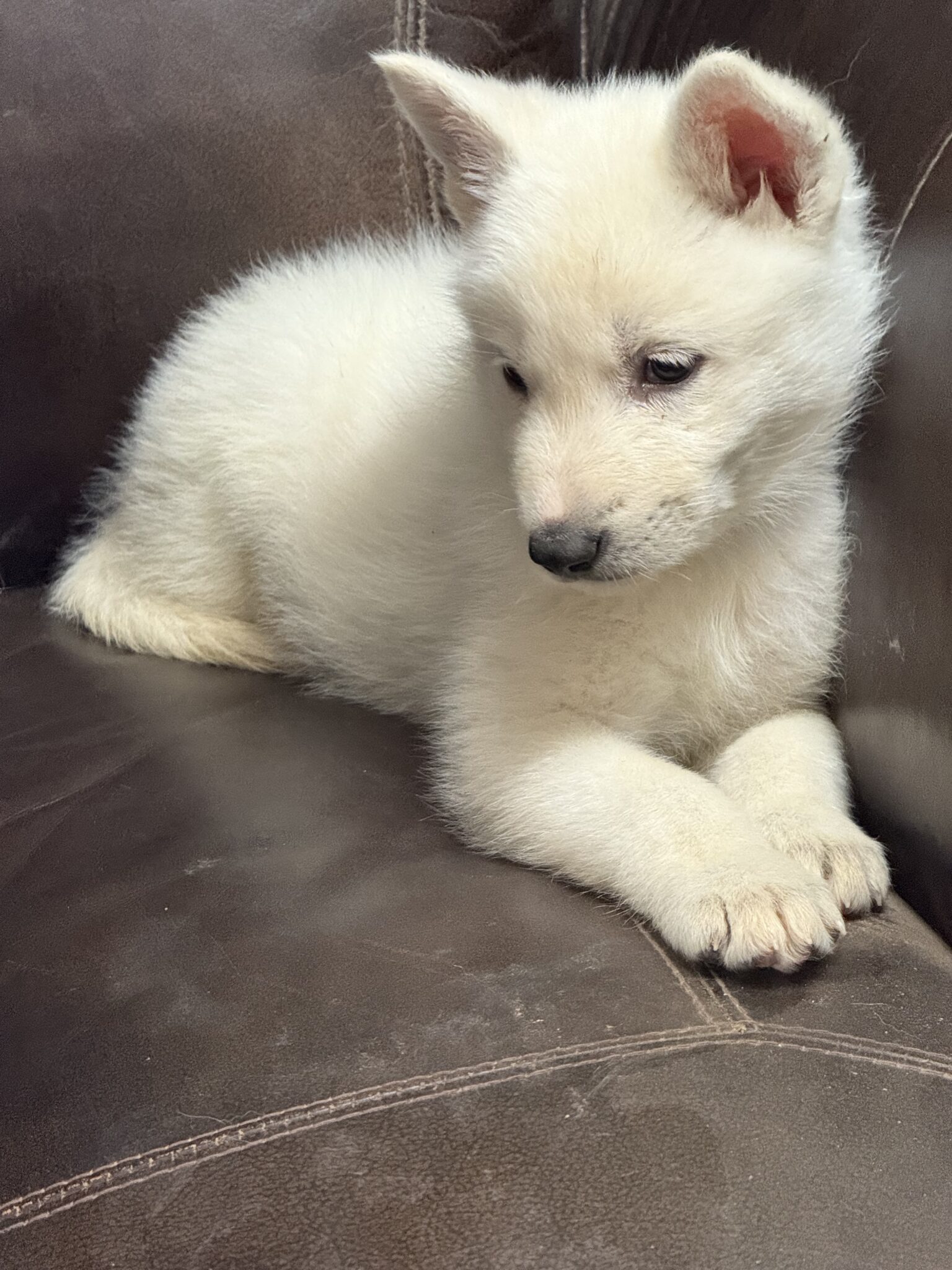 Wolf Dog Breeders that have Wolf Hybrid Puppies for sale - Wolf Hybrid ...