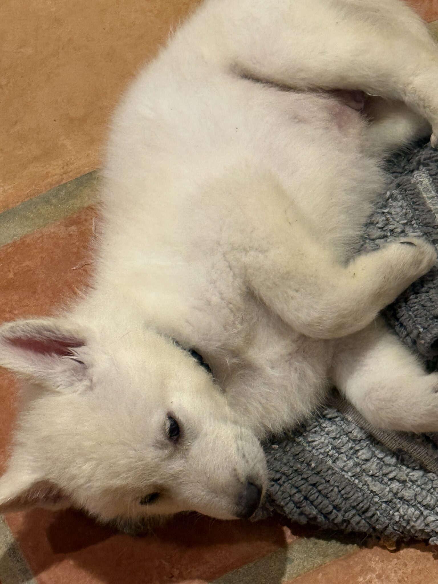 Wolf Dog Breeders that have Wolf Hybrid Puppies for sale - Wolf Hybrid ...