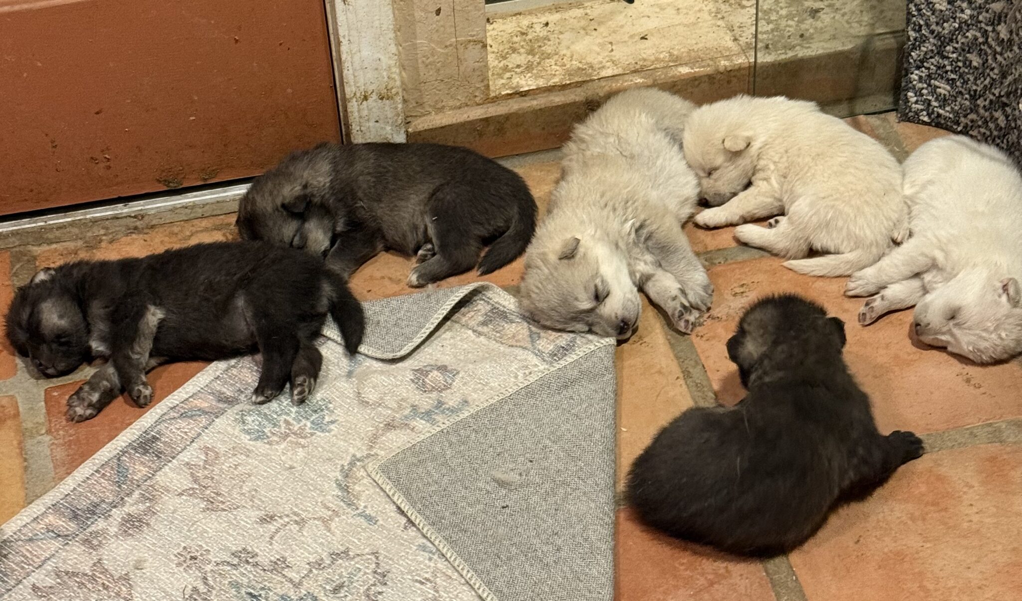 Arizona Wolf Dogs: Quality Breeders and Puppies for Sale