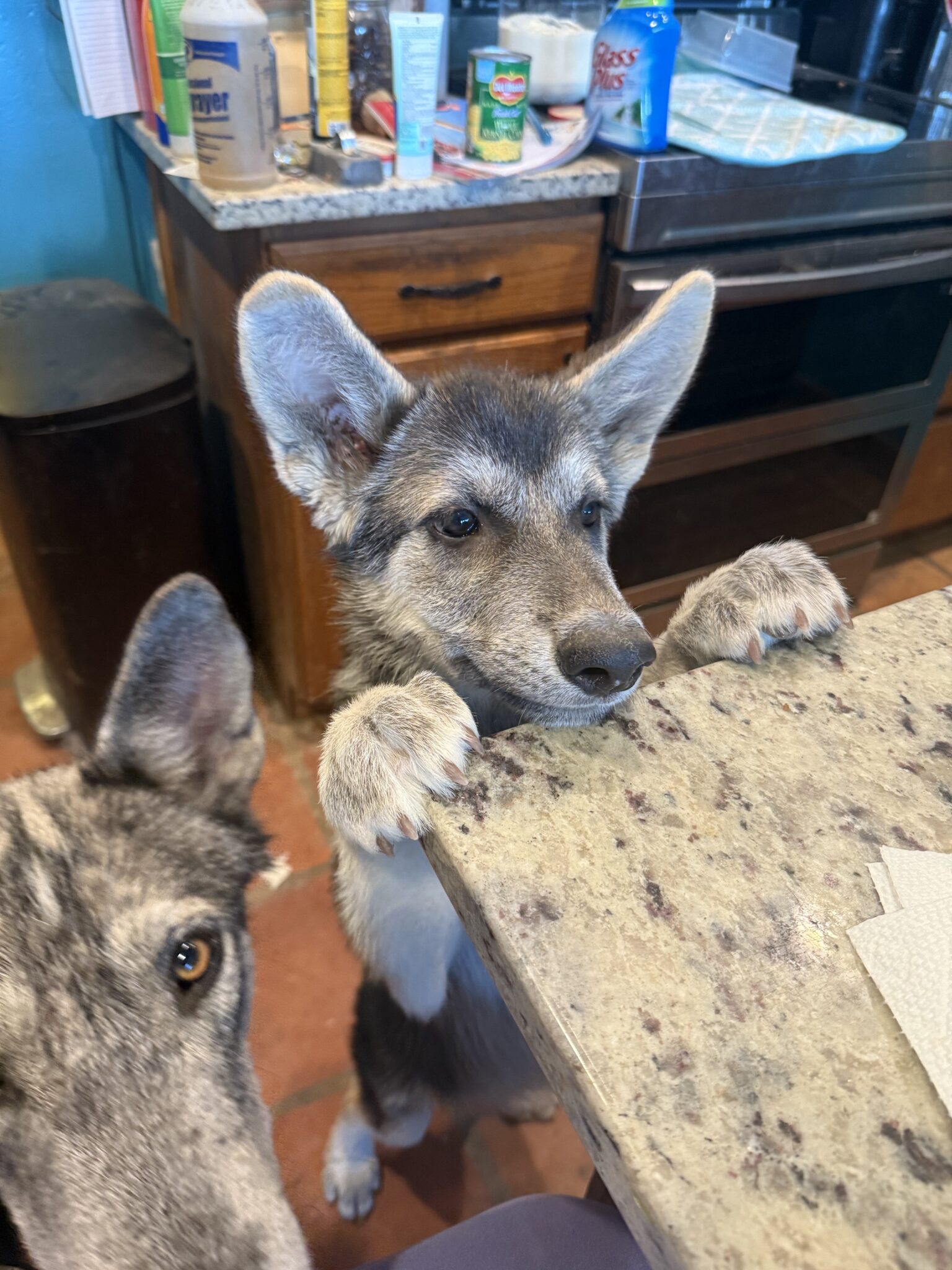 Arizona Wolf Dogs: Quality Breeders and Puppies for Sale