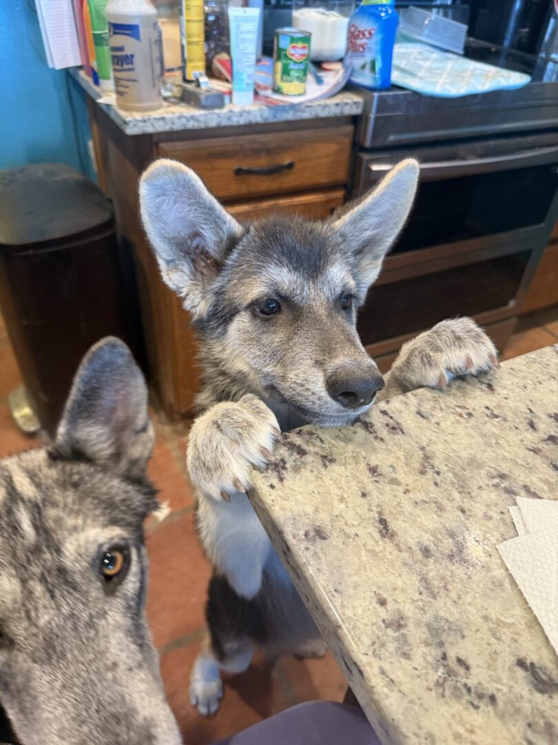 Arizona Wolf Dogs: Quality Breeders and Puppies for Sale