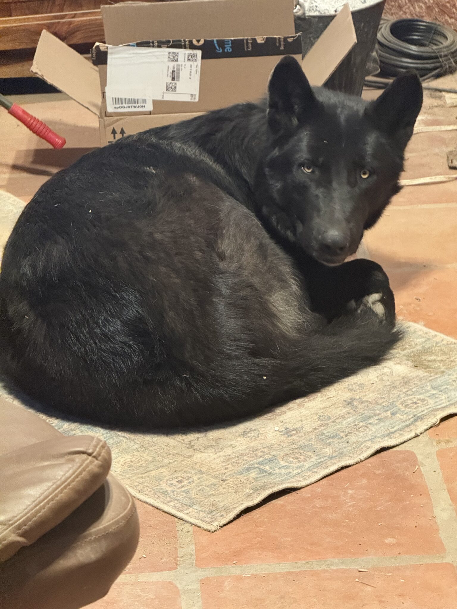 Arizona Wolf Dogs: Quality Breeders and Puppies for Sale